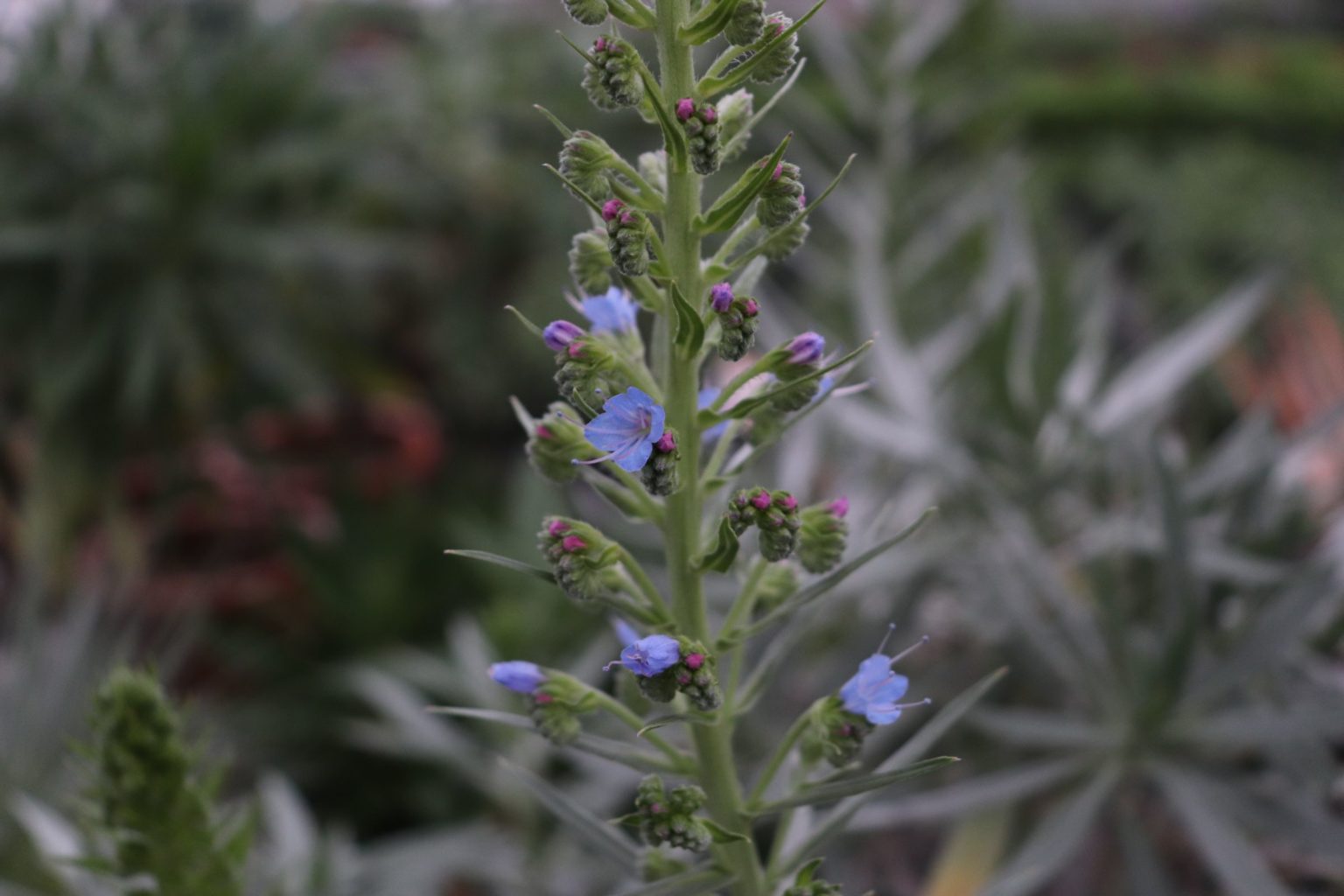 エキウム・ウェビー (Echium webbii) の育て方。 シルバーグリーンの葉と独特な青い花がとっても魅力的。比較的小型 ...