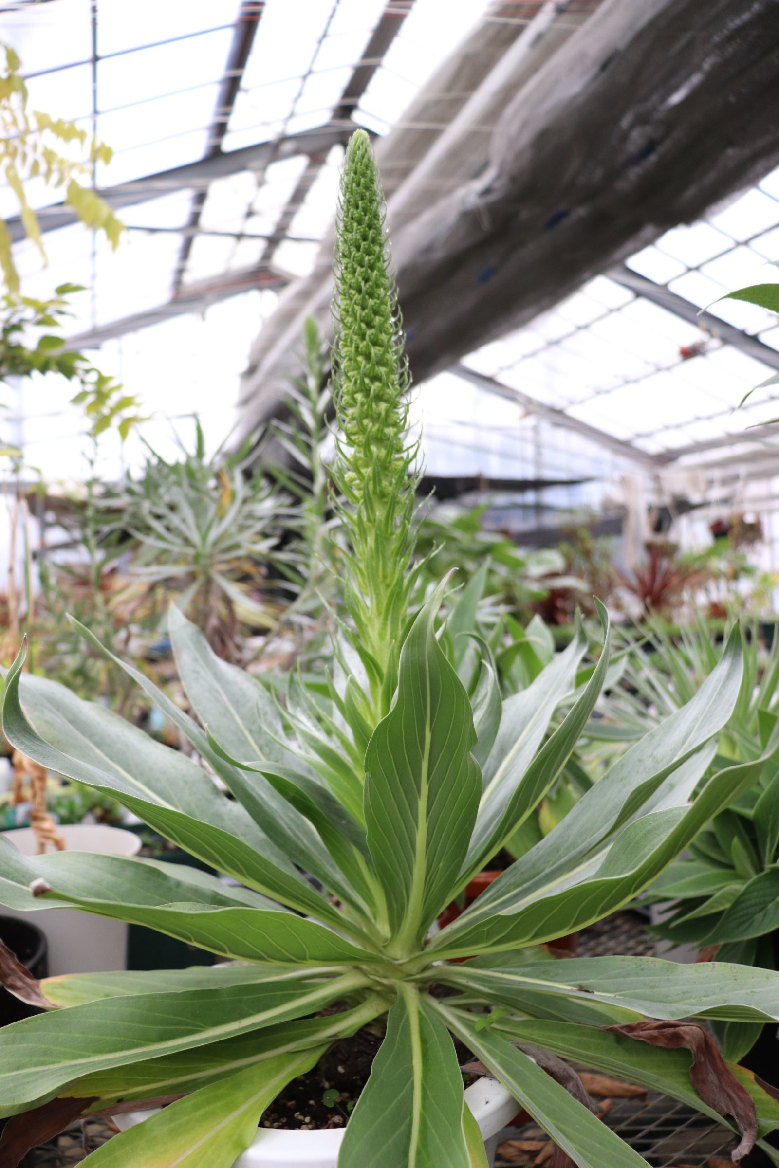 エキウム シンプレックス （Echium simplex）の育て方。白花です。光沢のある葉もなかなか良いです。